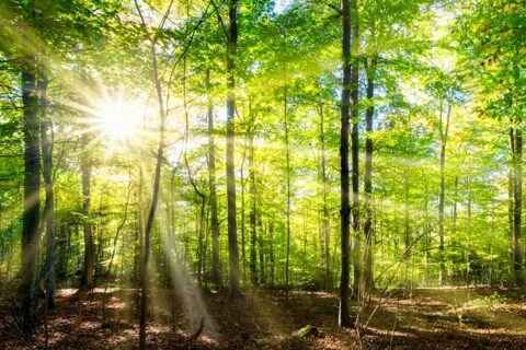 Altpapier entsorgen in Deggendorf mit der DENK GmbH